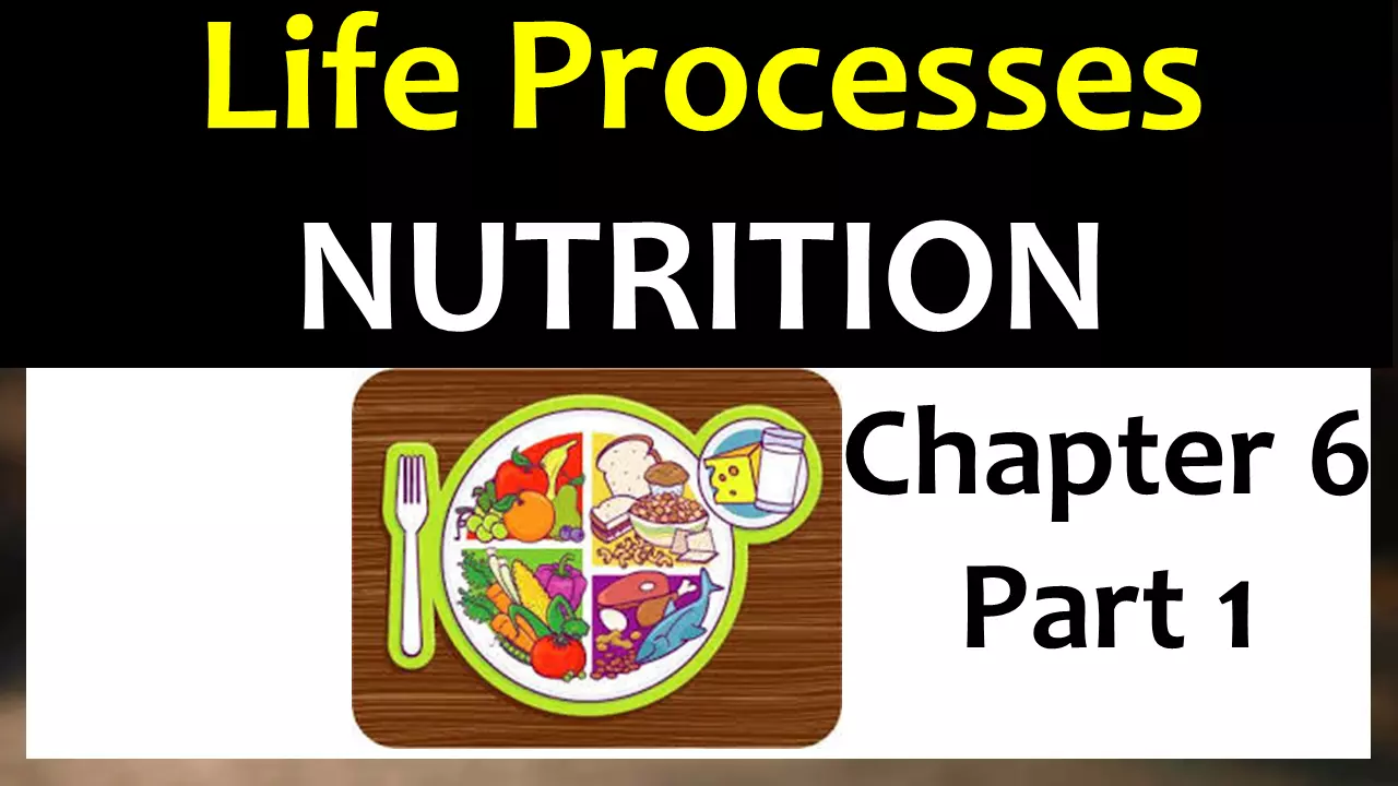 Life Processes Class 10 Notes Science Chapter 6 Explanation